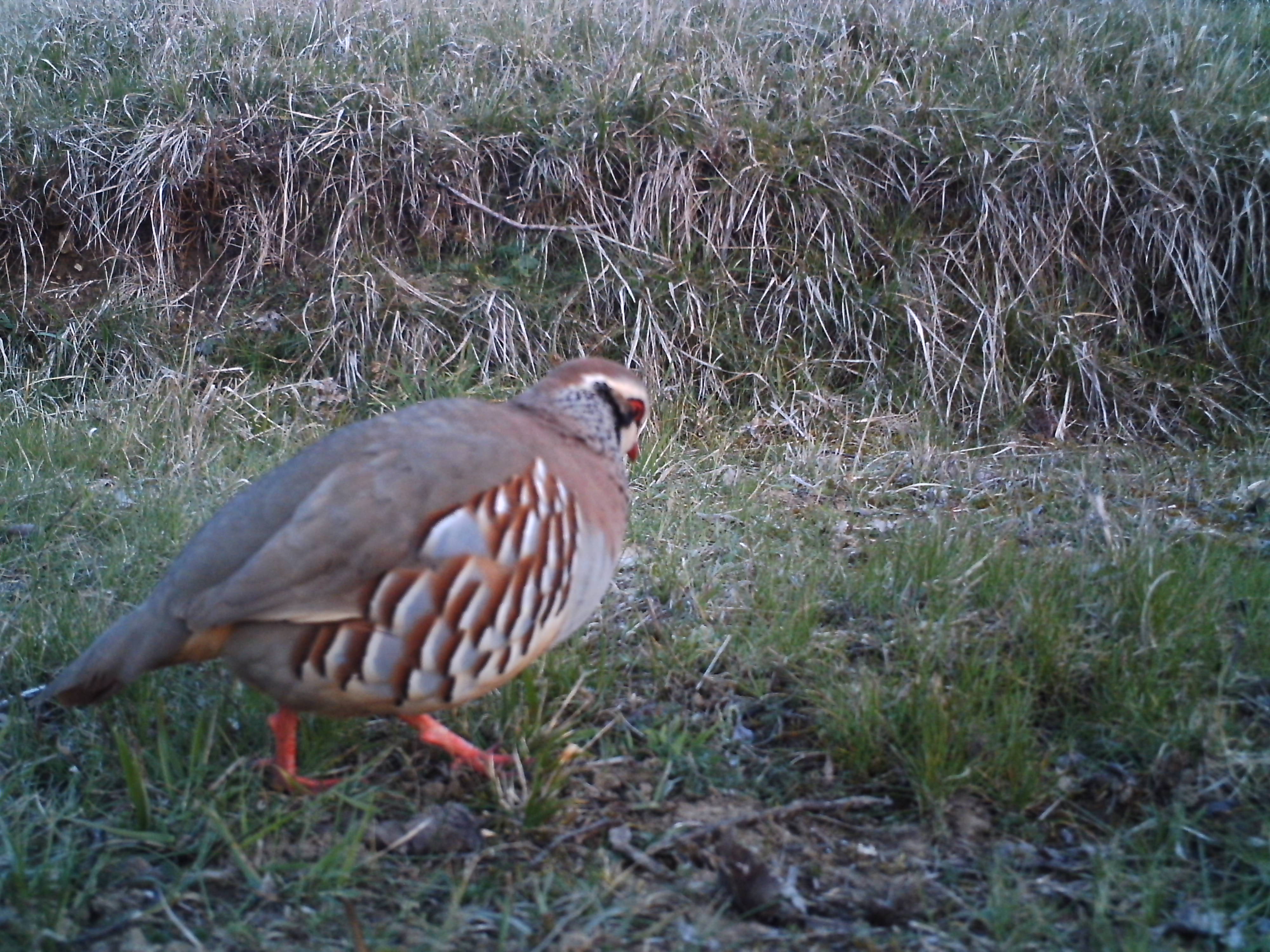 videos-chasse-peche.com : vidéos de chasse, chasse sous-marine et ...