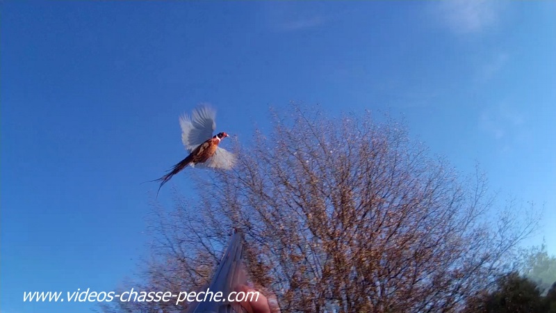 Vidéo Chasse au faisan