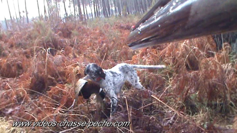 Vidéo Chasse au faisan avec setter anglais