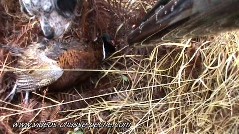 Vidéo Chasse au faisan avec setter anglais