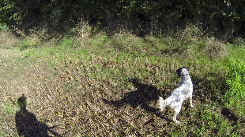 Vidéo Chasse perdrix grise avec Setter Anglais