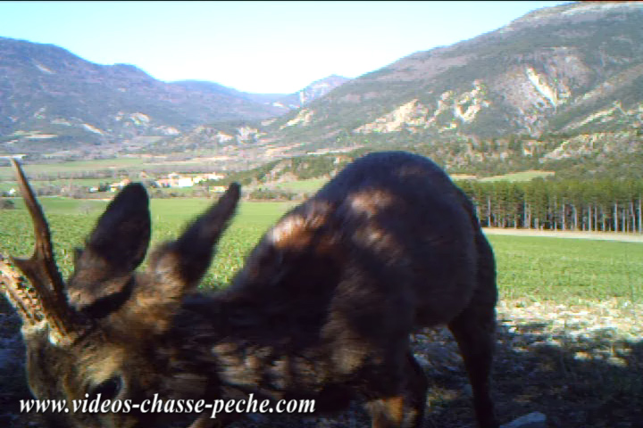 Vidéo Chevreuil malade - Maladie chevreuil